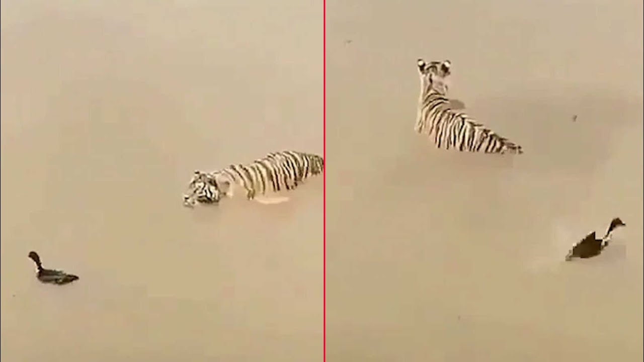 Viral video: This duck tricks a tiger - YouTube