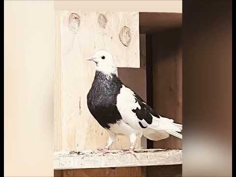 NAZLI DİŞİ CANER  ER PERPA ARENA DÖNEK GÜVERCİN DÖNÜŞÜ Spinner pigeons dunek