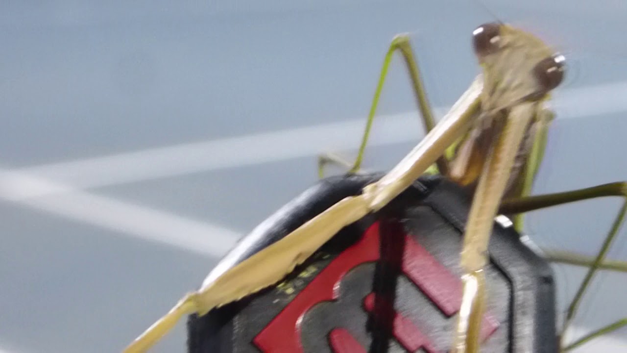 Mantis on tennis racket - YouTube