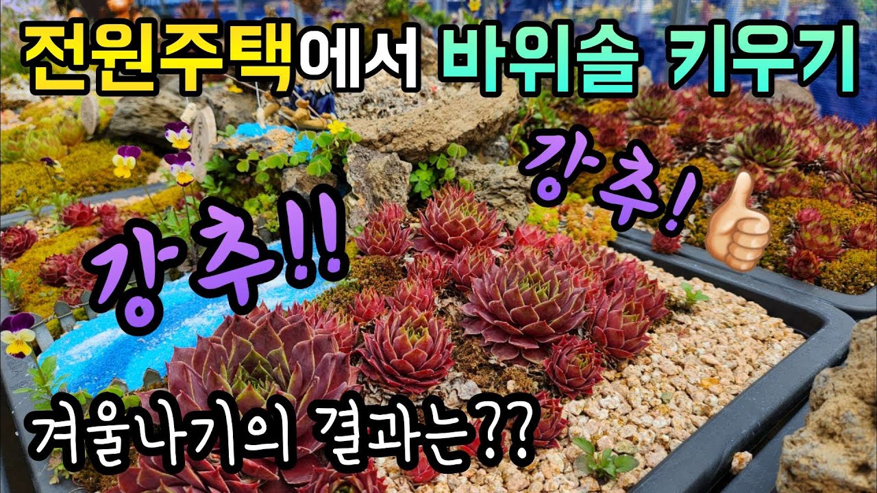400종류 넘는 바위솔이 자라고 있는 그 주택 ㅣ바위솔의 매력ㅣ노지월동 가능한 다육이ㅣ다육이 키우기ㅣ신쌤의다다육선多肉植物