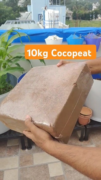 Amazon 10kg block cocopeat review|| How to use cocopeat #terrace #flowergarden #cocopeat #plants ...