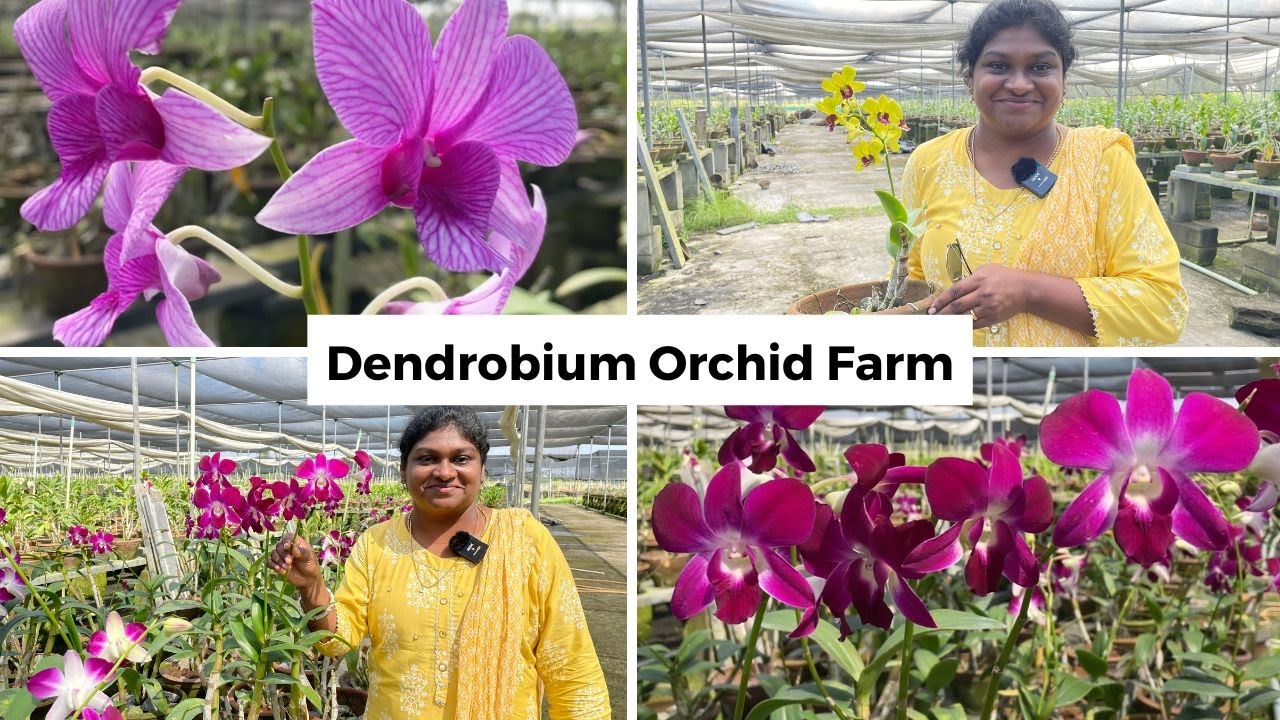 Large Dendrobium Orchid Farm @Kanchipuram | Orchid Beautiful Flowers ...