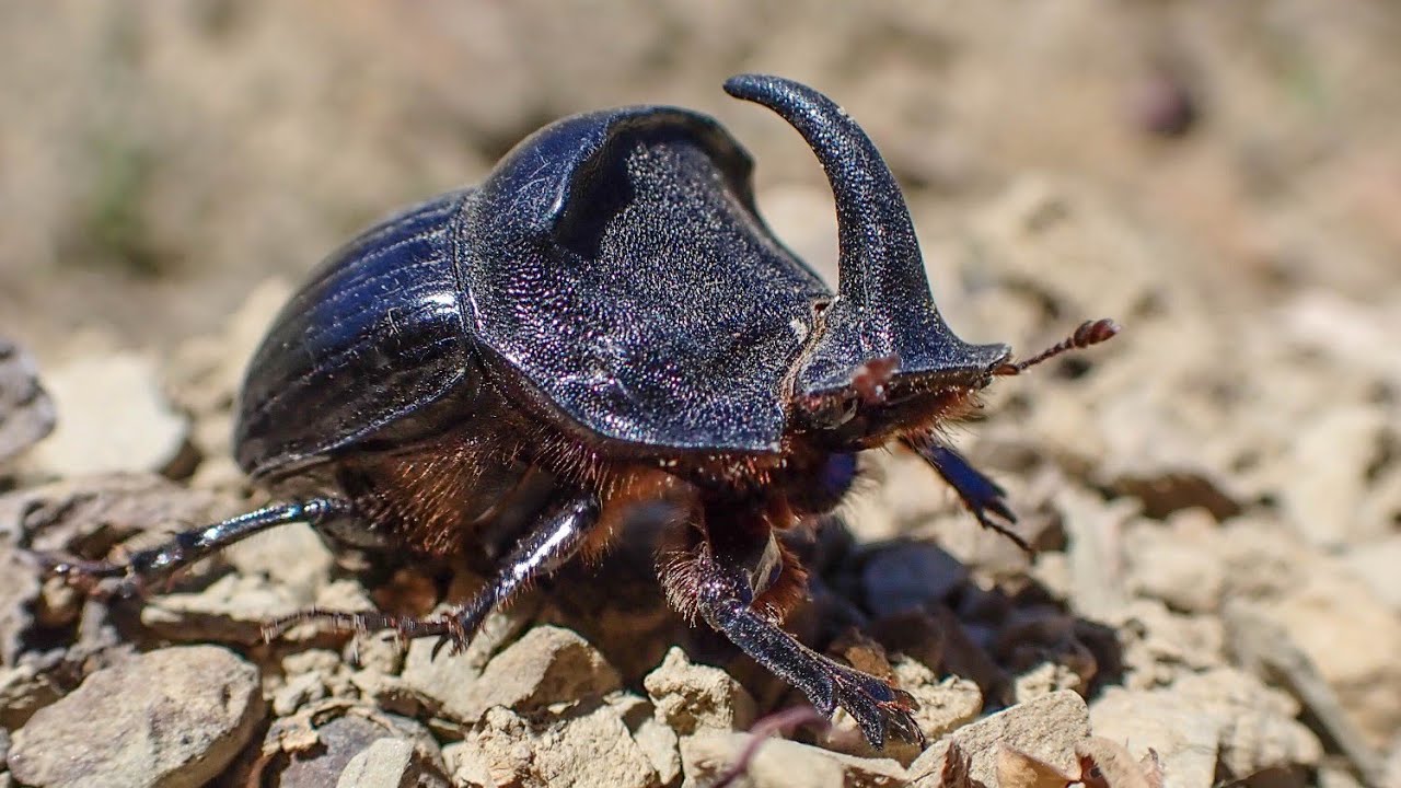 Spaanse eenhoornsmestkever/Spanish Dung Beetle (Copris hispanus) - YouTube