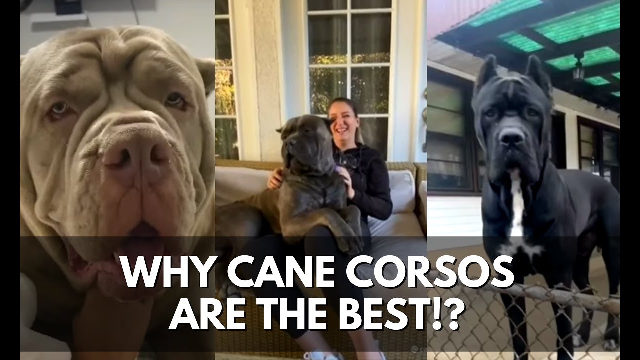 Cane Corsos Being Amazing and Cute For 10 Minutes - YouTube