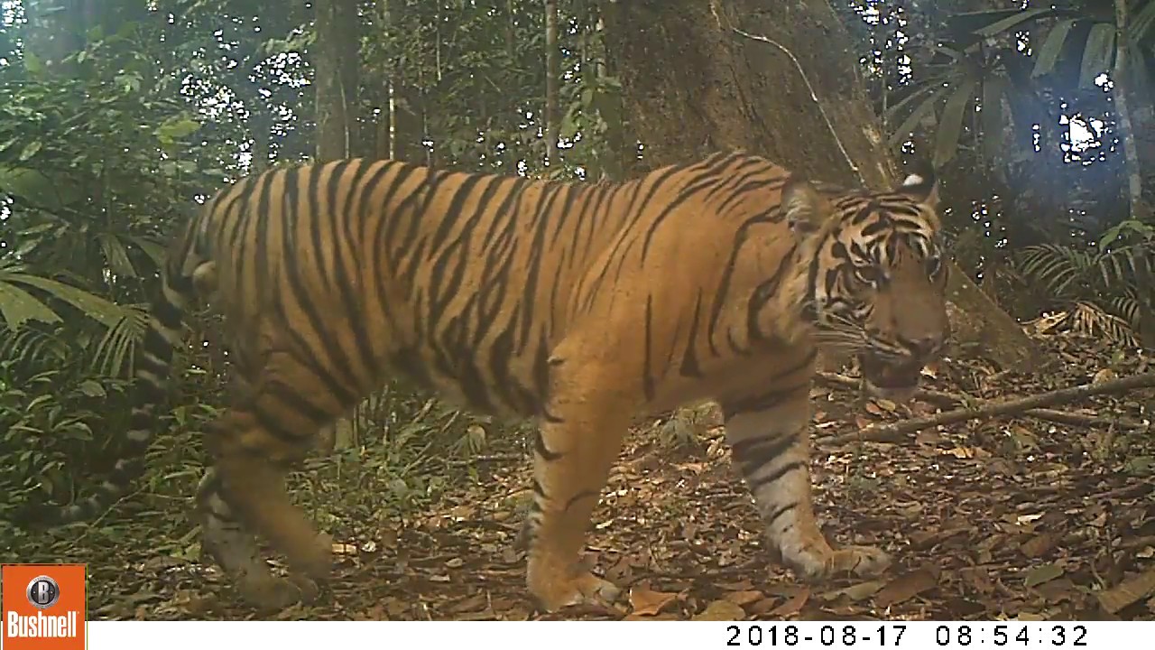 Sumatran tiger investigating camera trap - YouTube