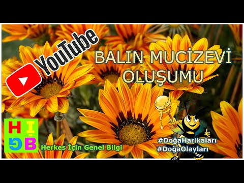 Bal Nasıl Oluşur - Doğa ve Arıların İş Birliği Balın Mucizevi Oluşumu