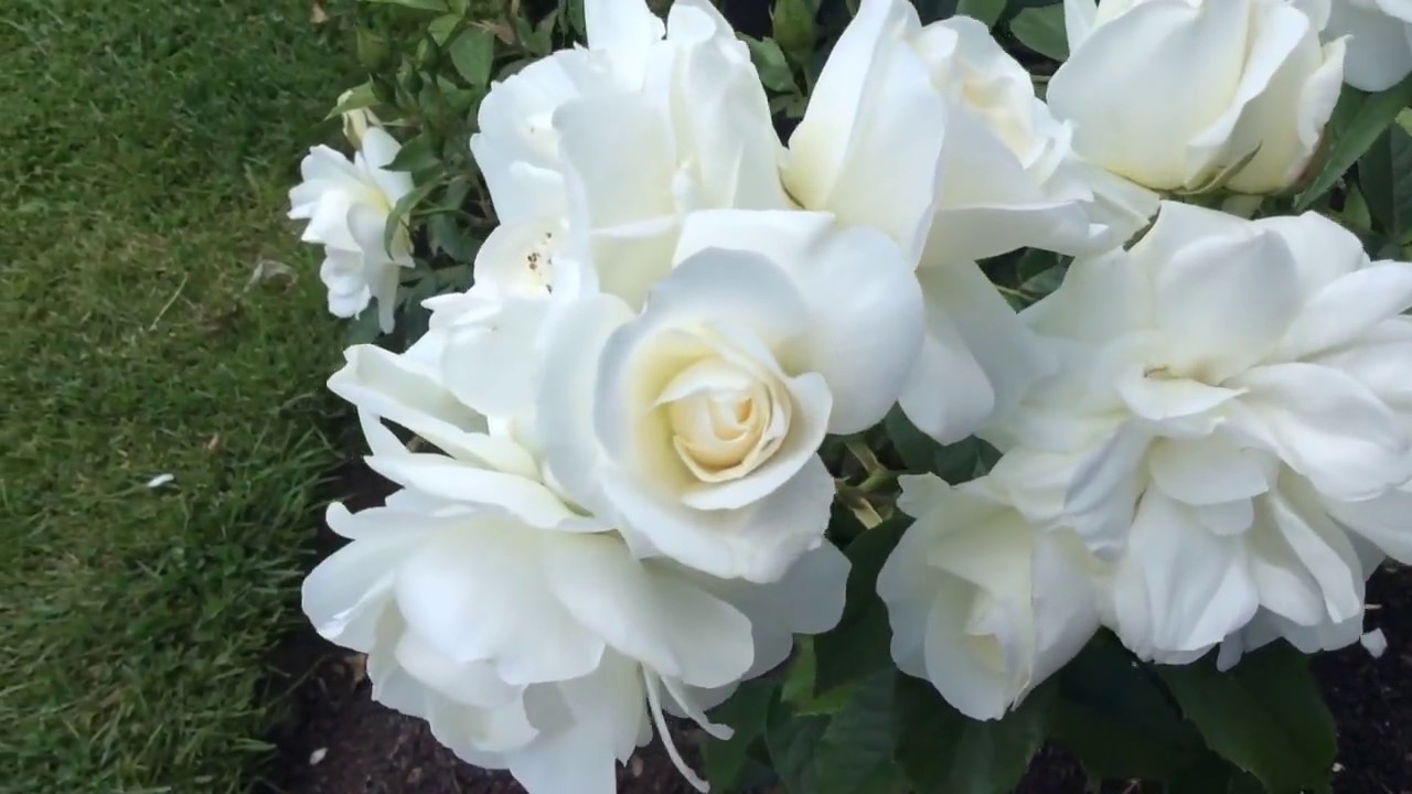 Rosa Iceberg Floribunda White Rose Flowers In Garden #rosa #iceberg # ...