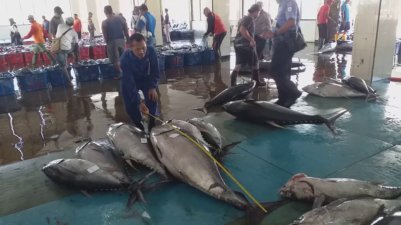 Sampling ikan tuna di tpi pondokdadap malang(1) - YouTube