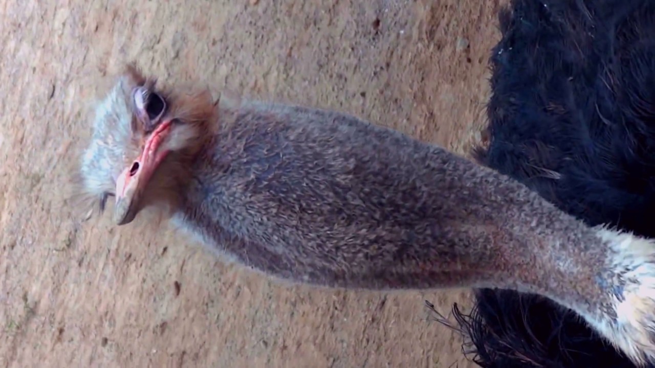 Bizarre!! Ostrich inflating neck to 3 times its original size - YouTube