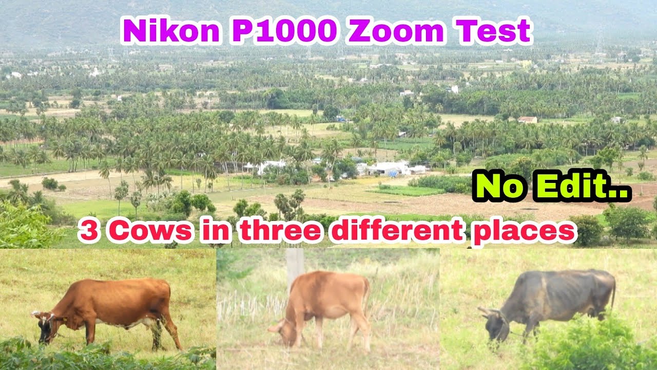 Nikon P1000 Zoom Test with 3 cows in different places - YouTube