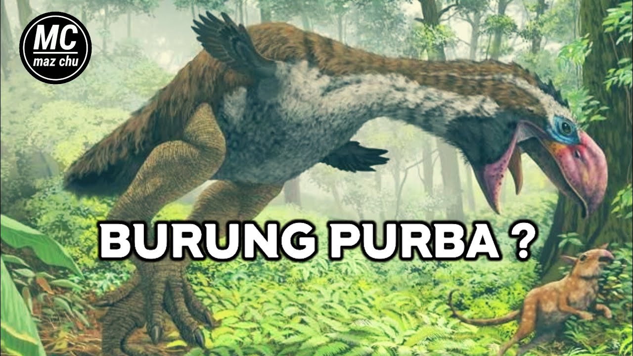 Burung PURBA || Burung TEROR - YouTube