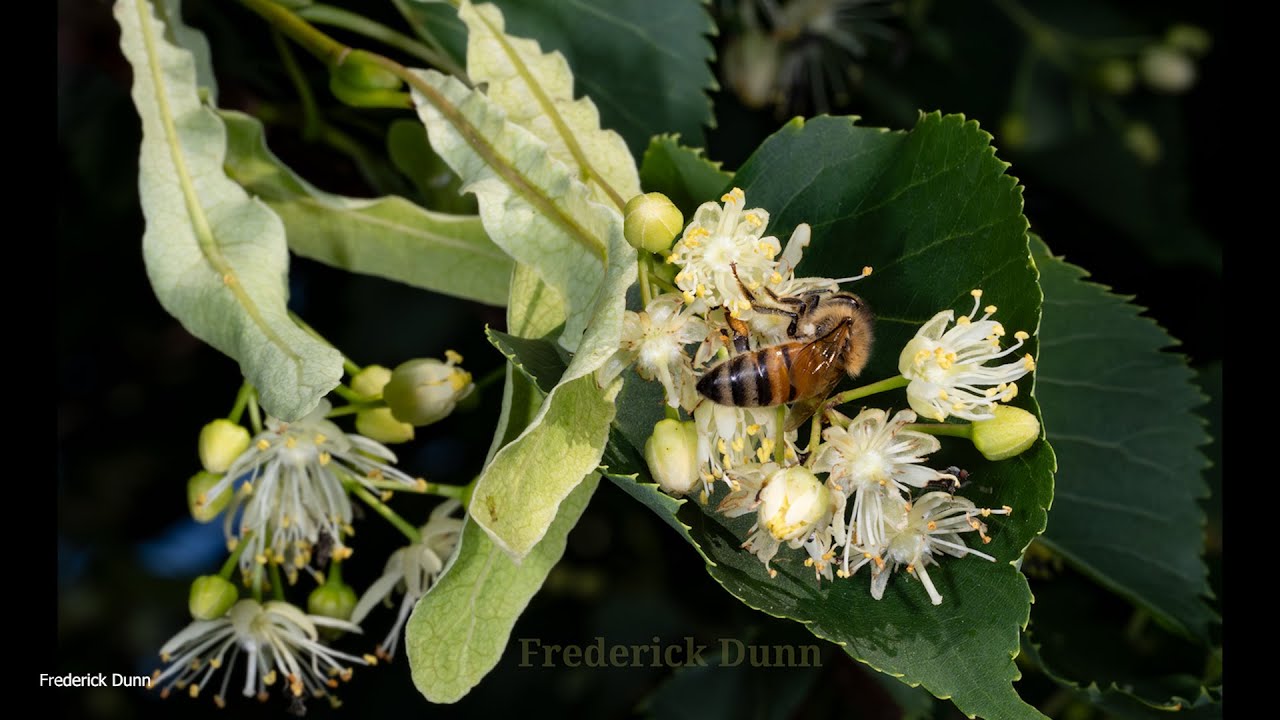 Pollinator Tree Littleleaf Linden for all pollinators, Basswood trees ...