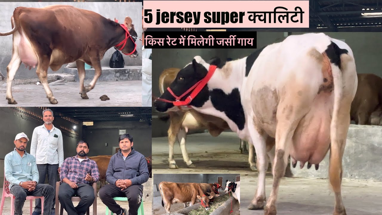 Jersey full breed cow || 5 jersey cow sold out || Vicky dairy farm # ...