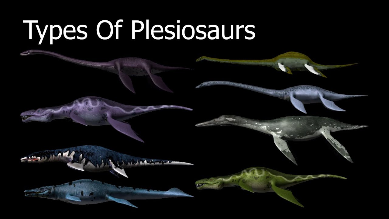 Types Of Plesiosaurs - YouTube