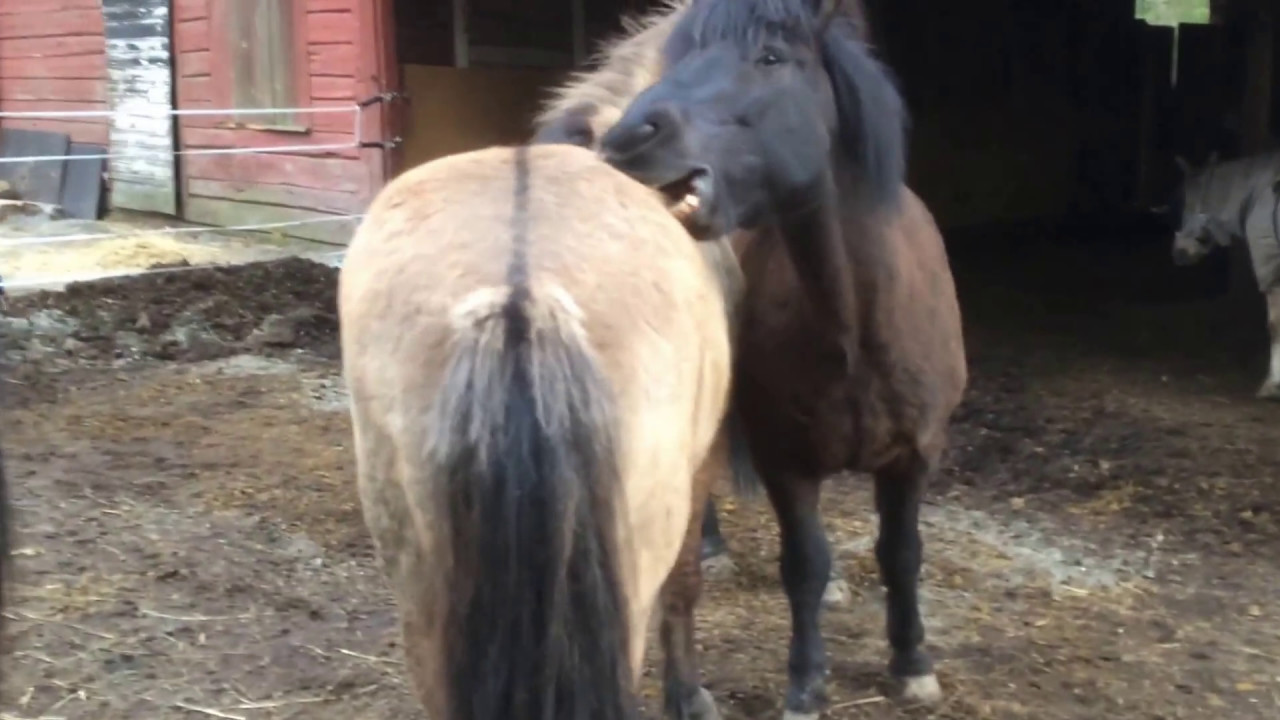 Horses cuddling - YouTube