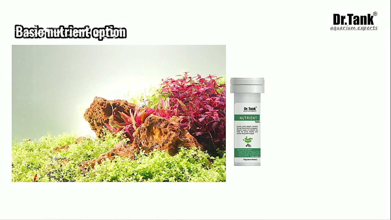 Nutrient Tab series fertilizer in planted aquarium Dr.Tank - YouTube