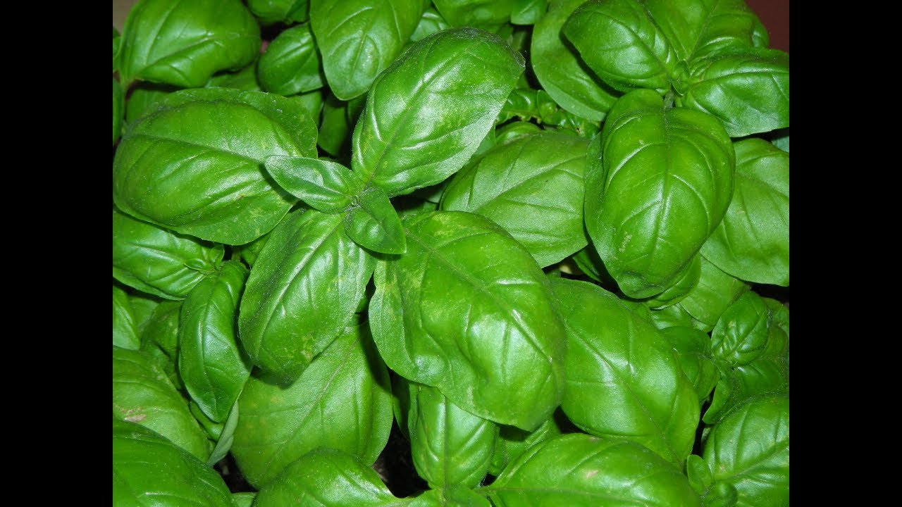 Liquore digestivo al basilico 1 parte -Basilic digestive liquor - YouTube
