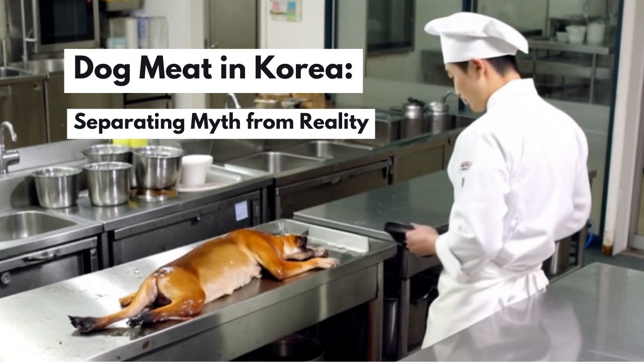 The Controversial History of Eating Dogs in Korea - YouTube