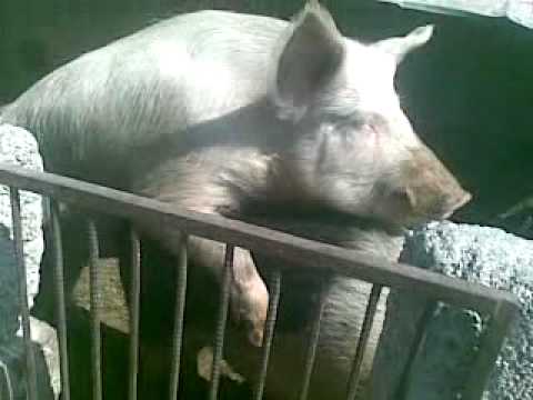 la reproduccion de puercos - YouTube