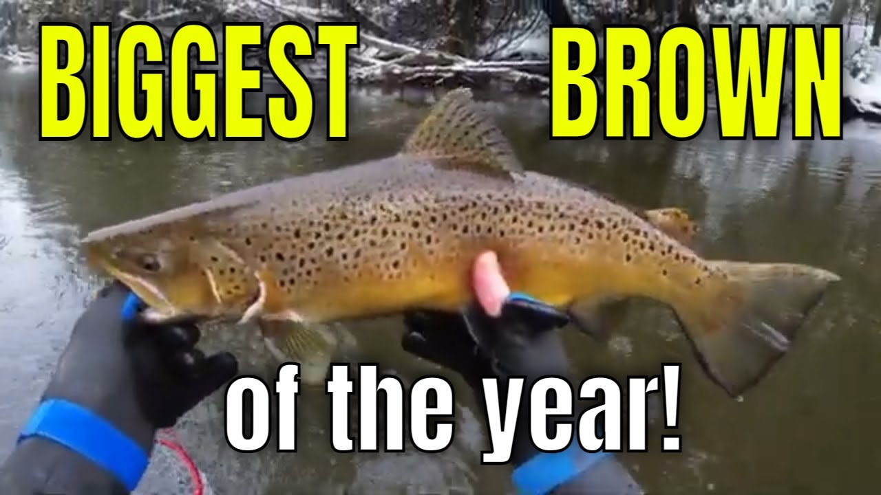 Fishing for Trout in the Winter (Trout Fishing Small Rivers) - YouTube