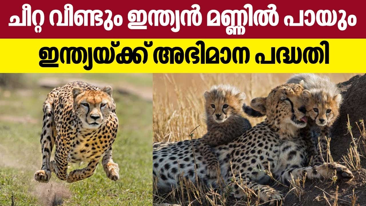 ചീറ്റ വീണ്ടും ഇന്ത്യൻ മണ്ണിൽ പായും. ഇന്ത്യയ്ക്ക് അഭിമാന പദ്ധതി ...