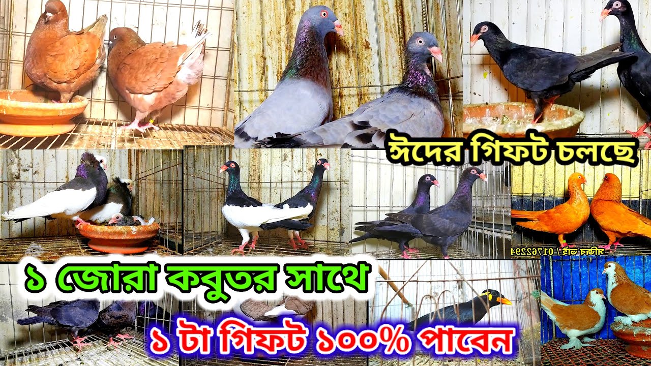 চলছে ঈদের চরম অফার ১ জোরার সাথে একটা করে গিফট ১০০% আছেই,pigeon farm ...