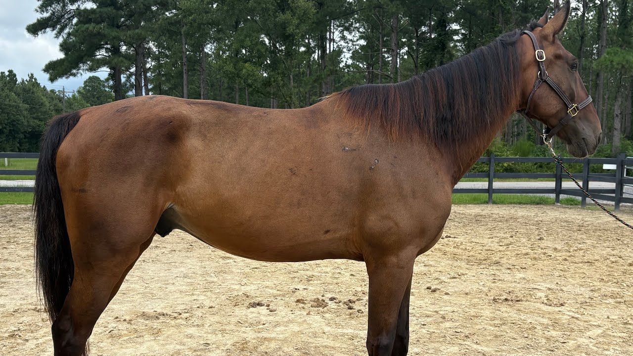 Dutch cross gelding - YouTube