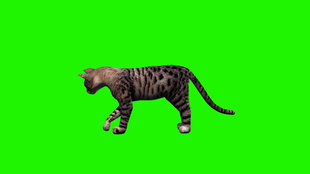 cat idle - 2 different views - without shadow - YouTube