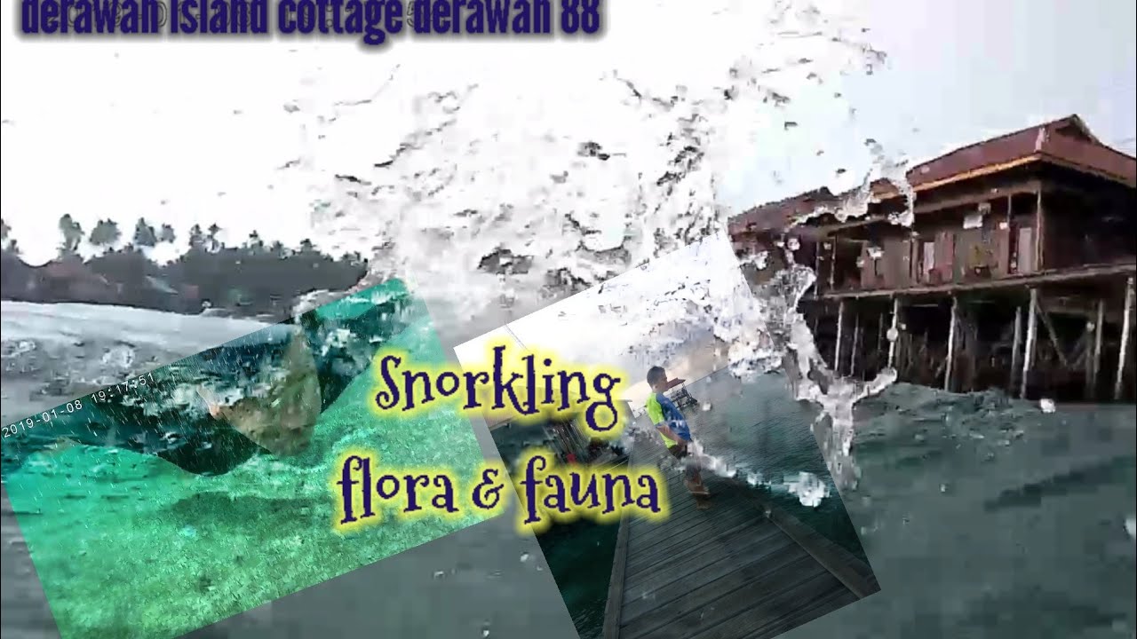 Derawan Vlog#2 Snorkling,keindahan bawah laut - YouTube