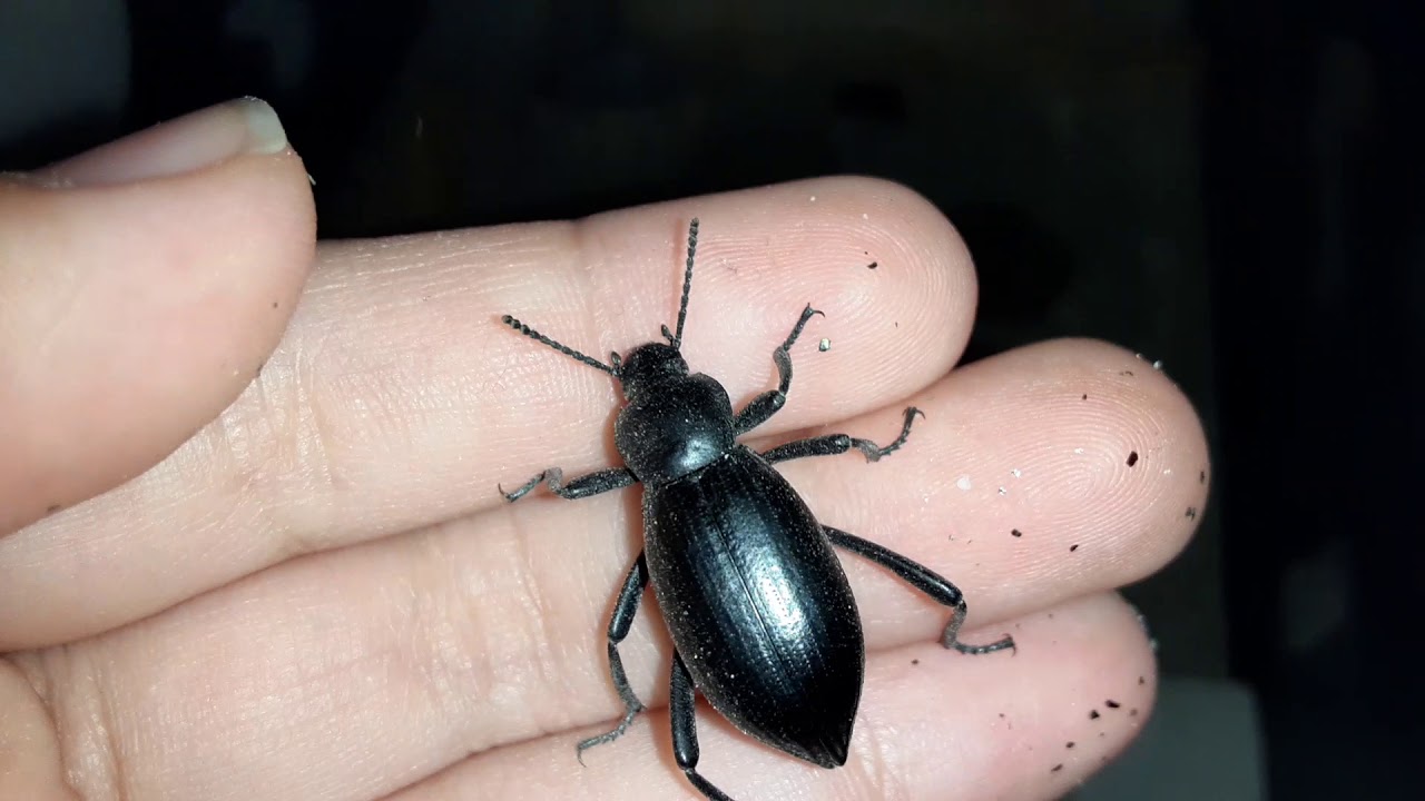 Our new beetle Milkshake - YouTube