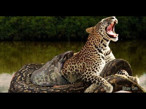 Leopard vs python snake real fight animal 1080p - YouTube