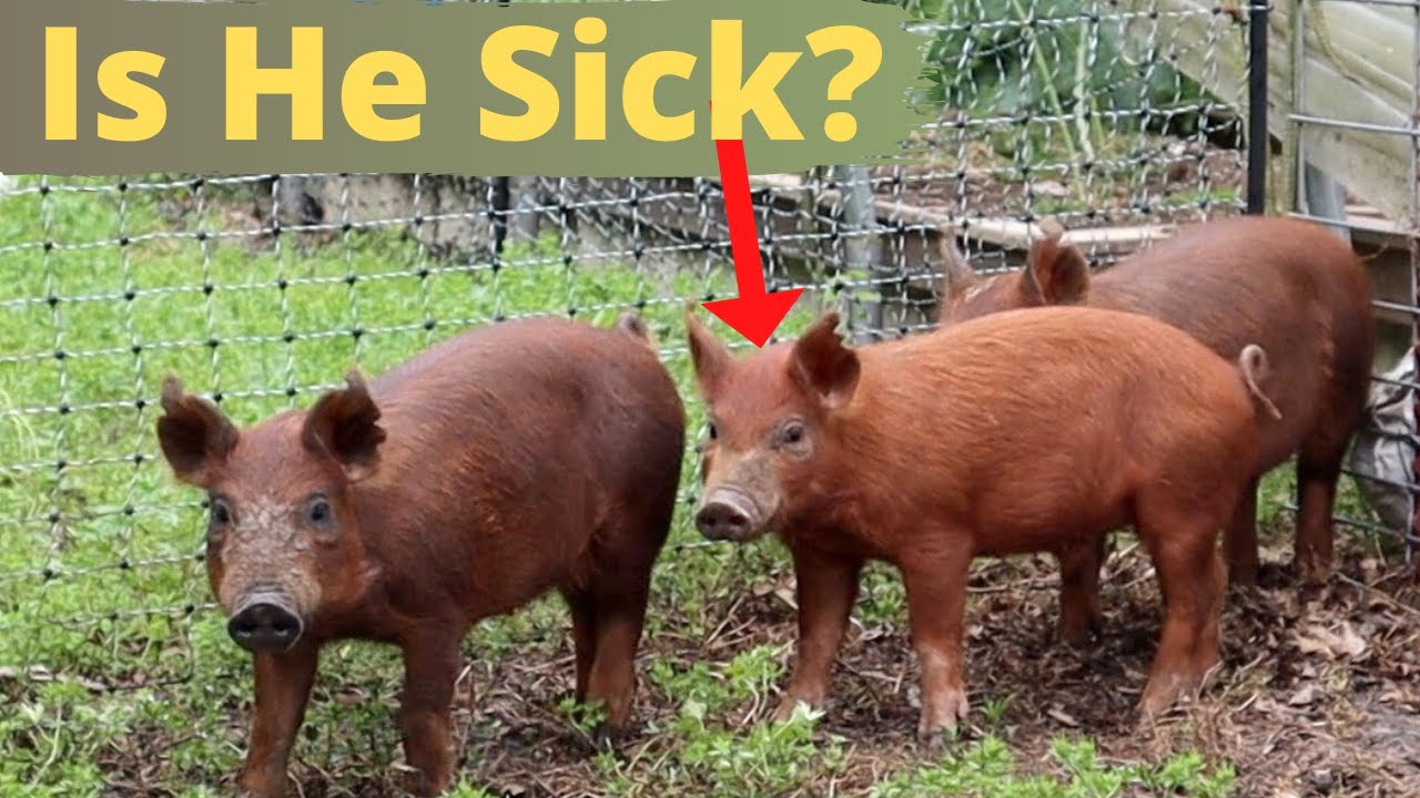We Might Have a Pig Problem! Is Harry Okay? - YouTube