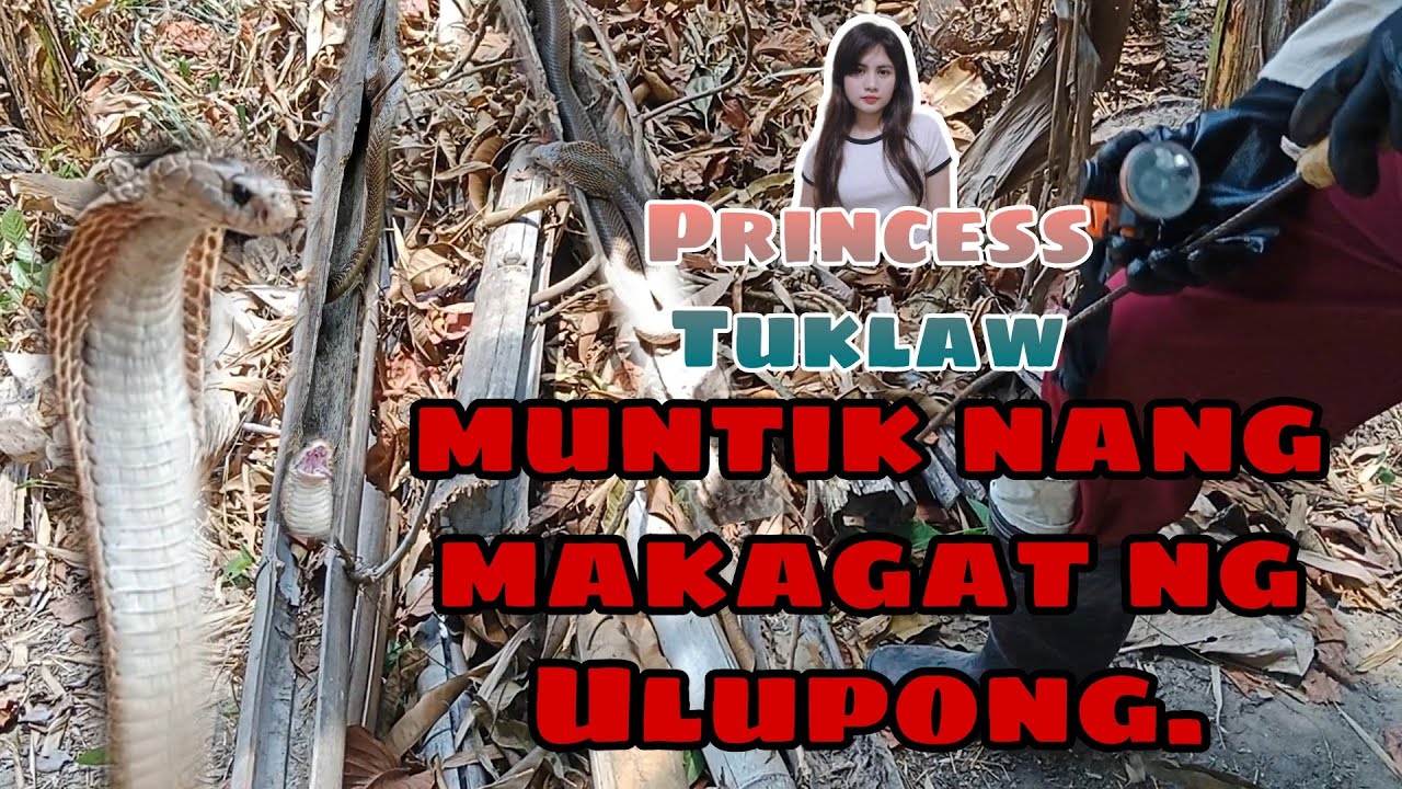 PINAGBIHISAN NA COBRA NATAGPUAN NG KATIWALA SA BUKID Princess Tuklaw ...