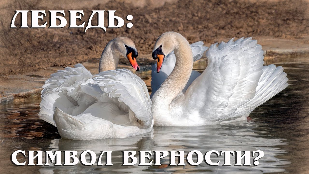 Лебедь Агрессивная птица с характером Интересные факты про лебедя