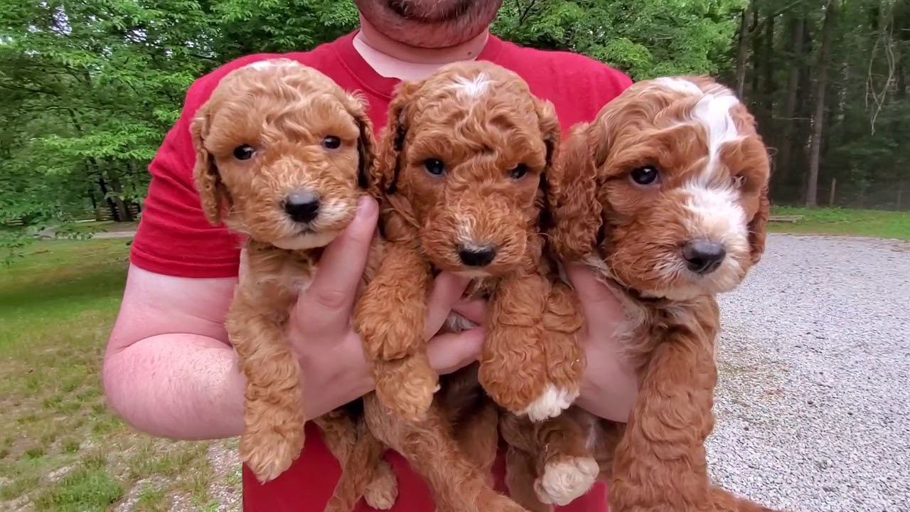 Daphne's mini poodles (Brown, Orange and White Collars) - YouTube