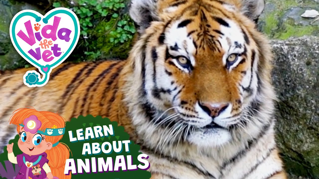 Let’s Learn About Tigers 🐅 | Vida the Vet | Educational Videos for Kids ...