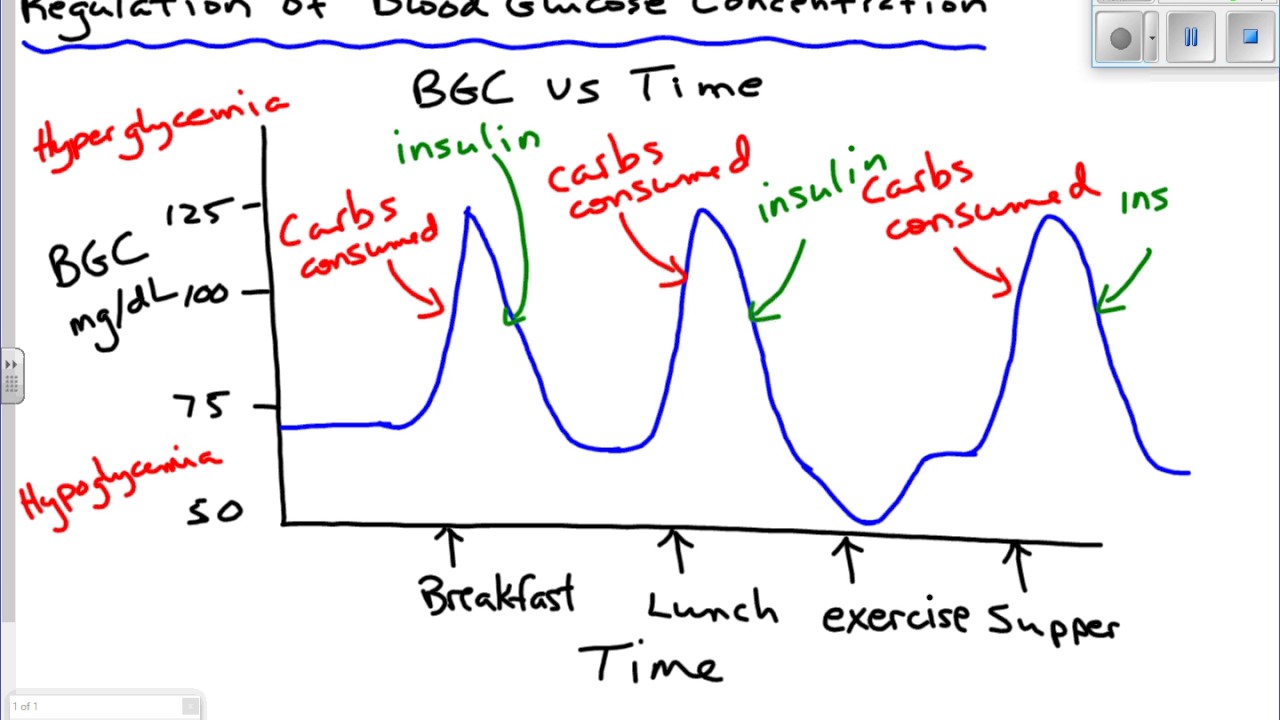 Regulation of Blood Glucose Concentration (BGC) - YouTube