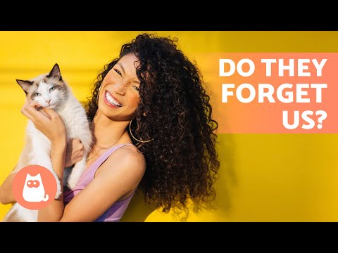 HOW LONG DOES IT TAKE A CAT TO FORGET THEIR OWNER? 🐱💔