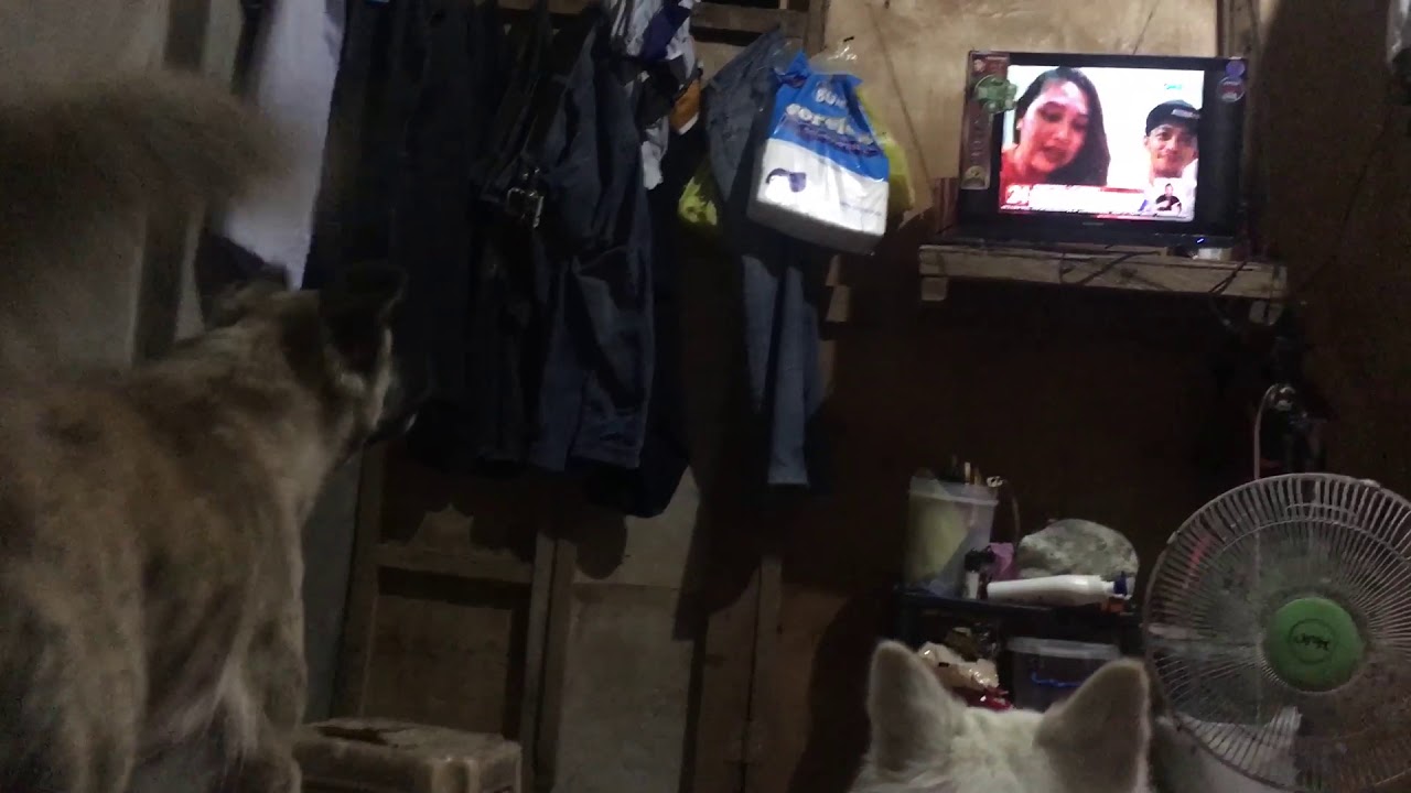 NEWS LIVE Asong galit sa binabalita - YouTube