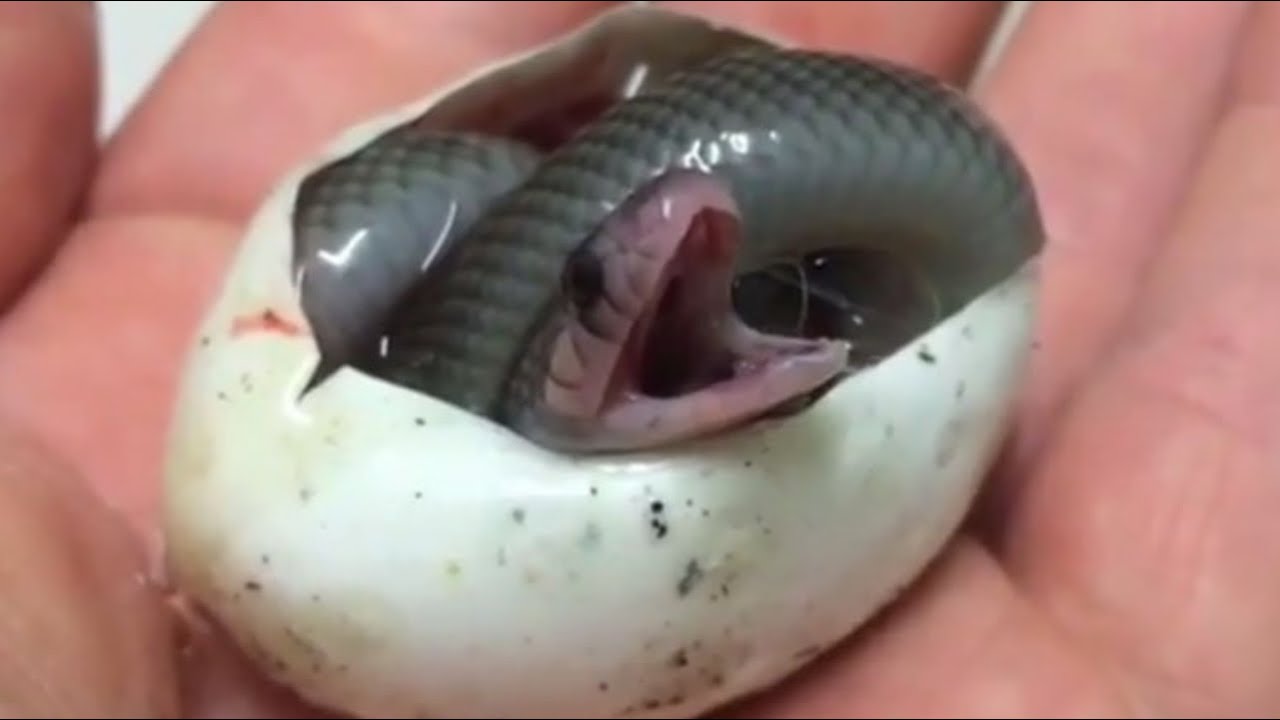 A Closer Look at the Young Offspring of Serpents - YouTube