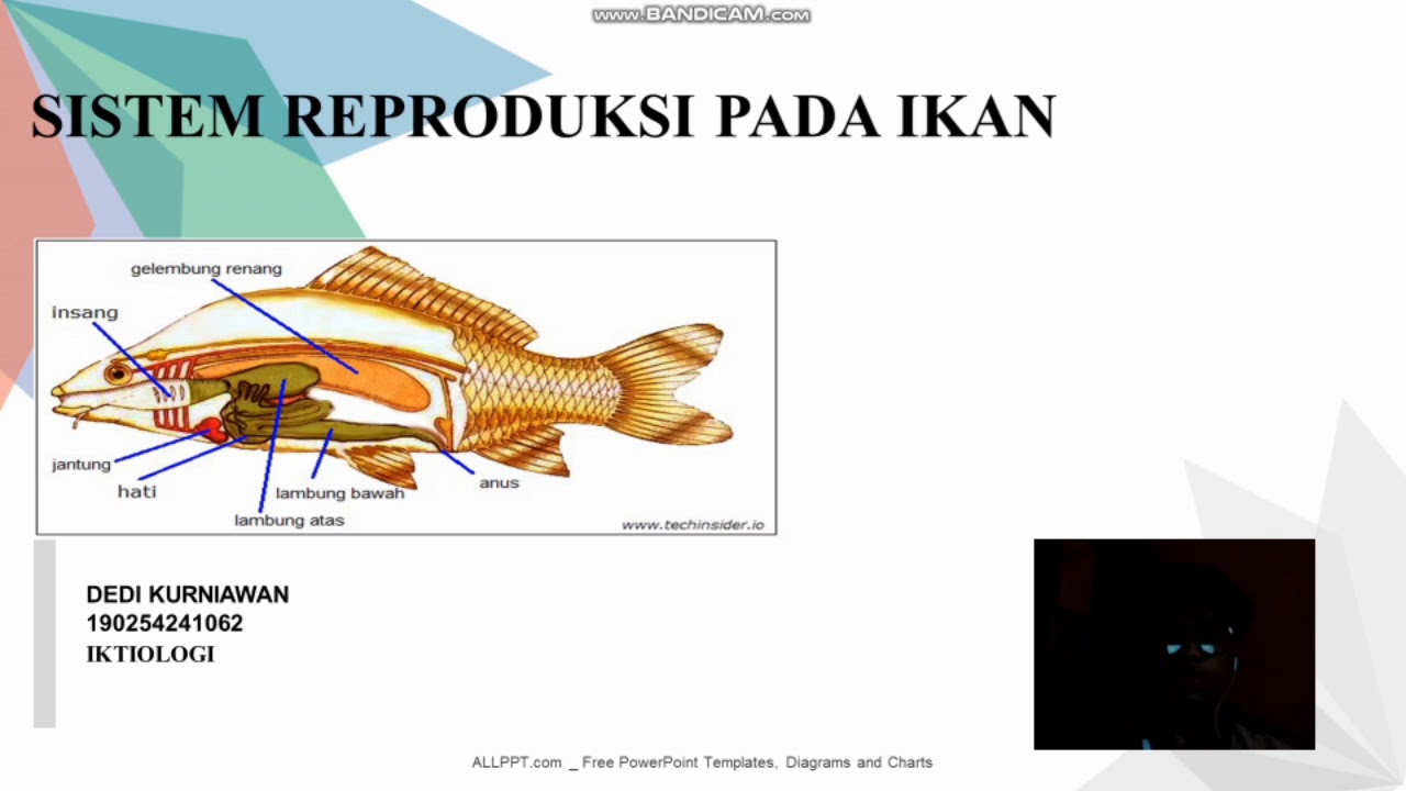 SISTEM REPRODUKSI PADA IKAN - YouTube
