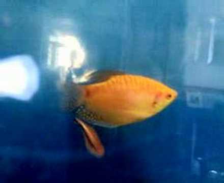 leopard bush fish - YouTube