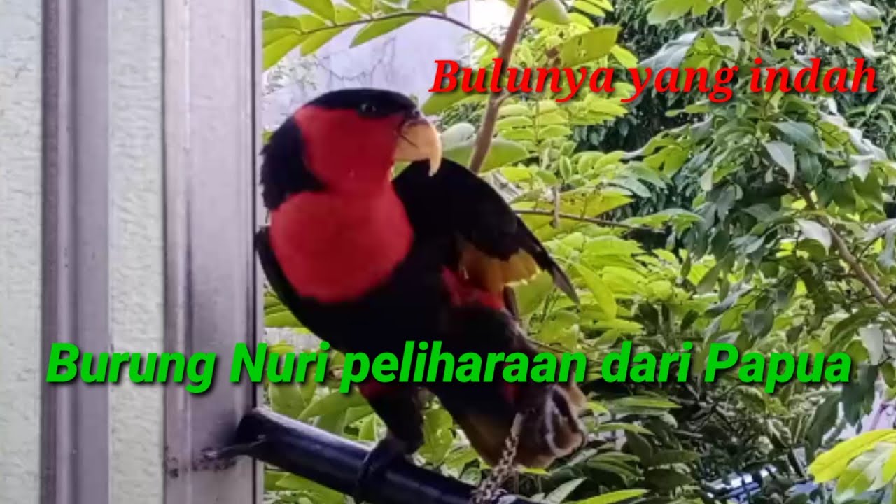 Burung Nuri kepala Hitam peliharaan di Papua - YouTube