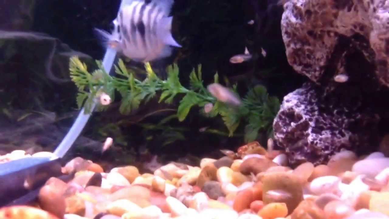 New baby peacock cichlids! And convict babies - YouTube