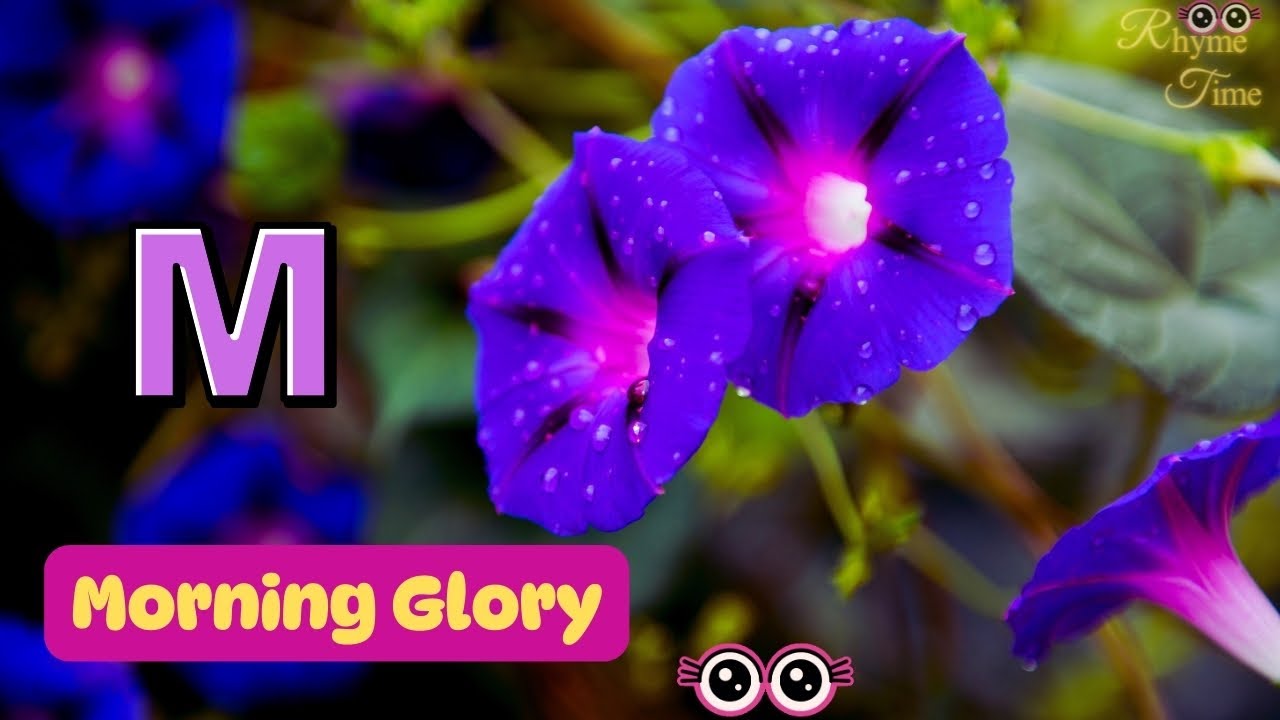 Flower Names from A to Z + Learn ABC with Flowers + RhymeTime nursery ...