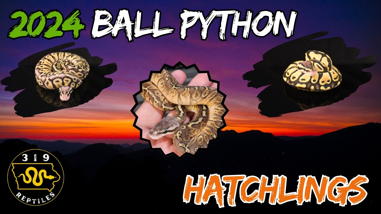 2024's MOST Stunning Ball Python Hatchlings Revealed - YouTube