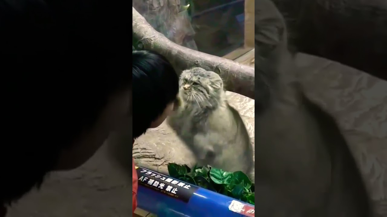 Pallas Cat playing with human - YouTube