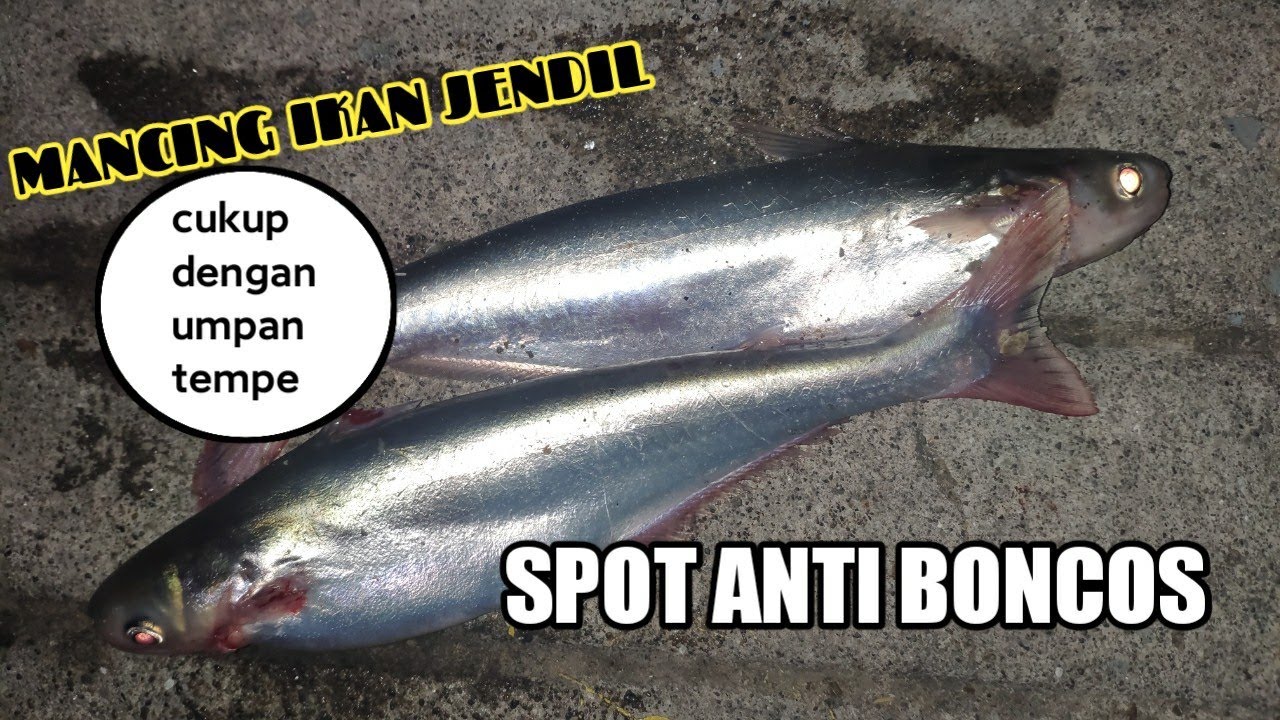 mancing ikan jendil,sangat mudah kalau paki umpan gorengan - YouTube