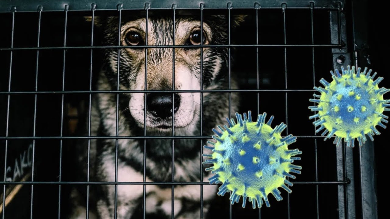 Dog Virus Infection All Over The City - YouTube