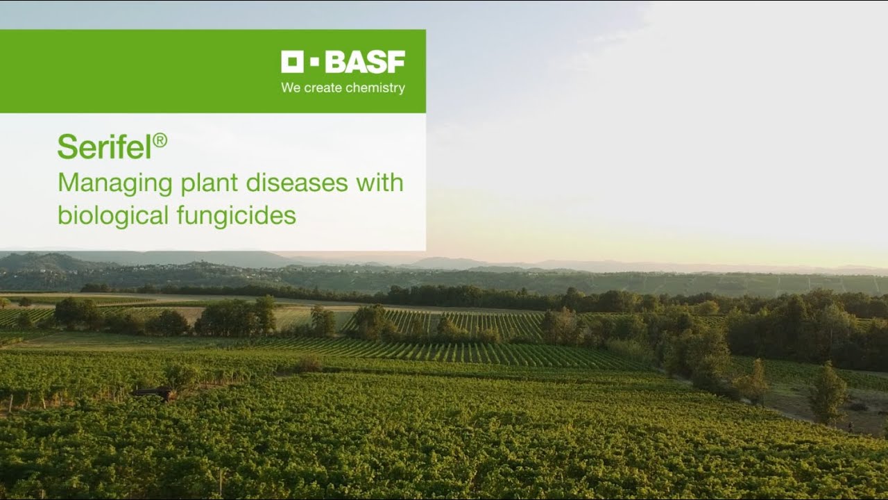 Serifel - Managing plant diseases with biological fungicides - YouTube